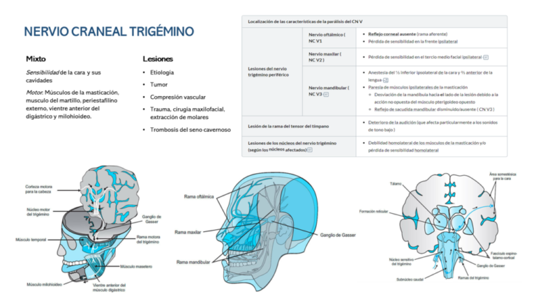 Nervio Trigémino | Anatomía, Función y Manejo Clínico